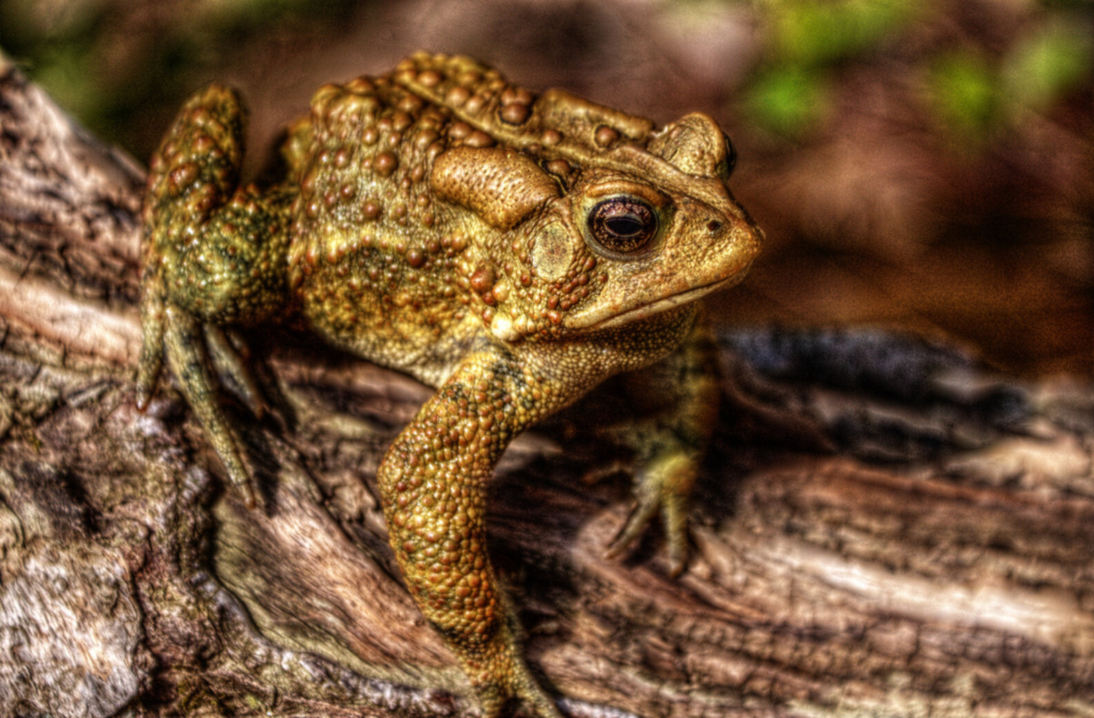 Spooky Animals That Aren't So Spooky After All - The Dodo