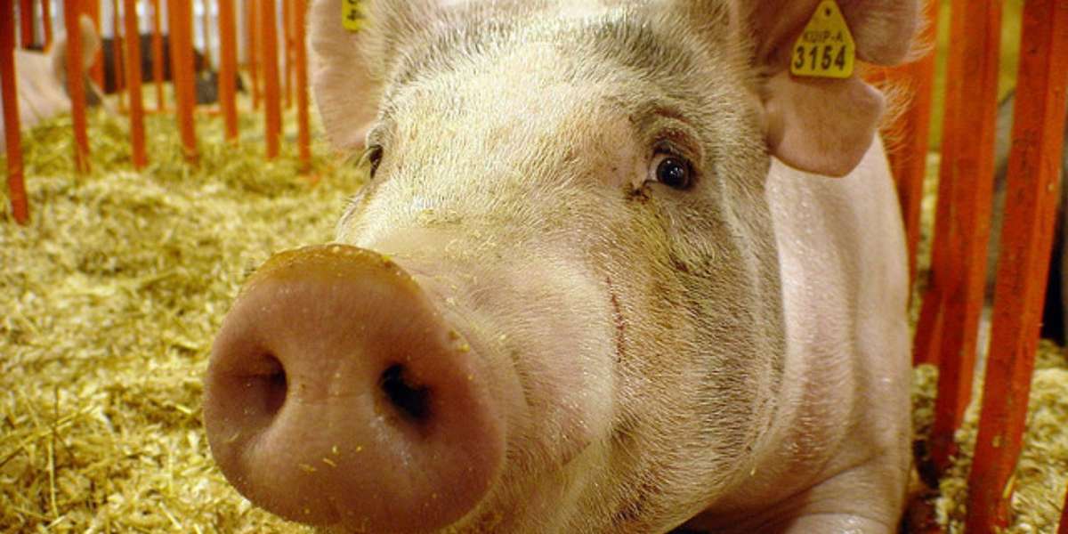 Here's What A Pig Sees Inside A Factory Farm - The Dodo
