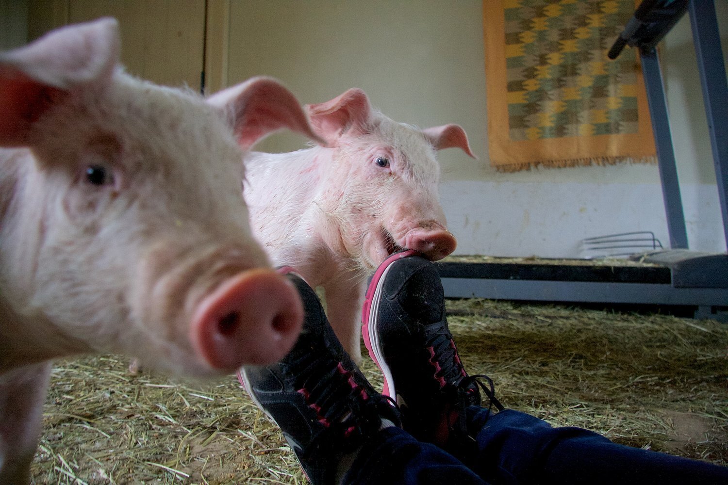They Saw This Baby Pig And Knew They Had To Save Her Life - The Dodo