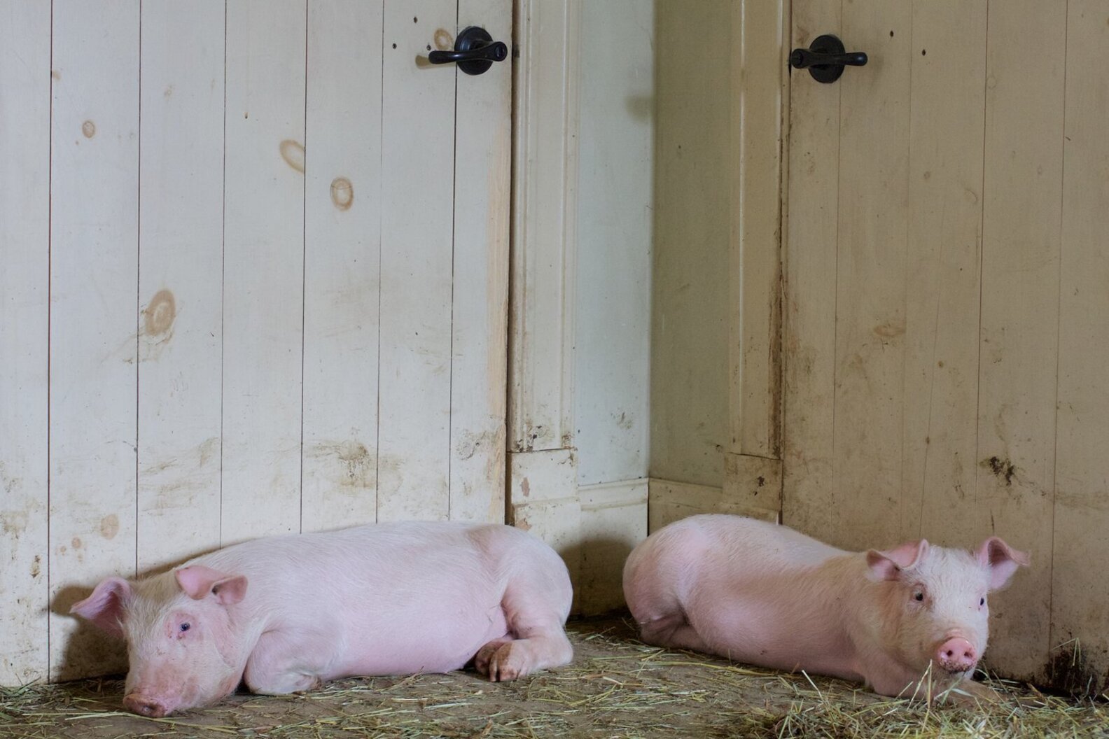 They Saw This Baby Pig And Knew They Had To Save Her Life - The Dodo
