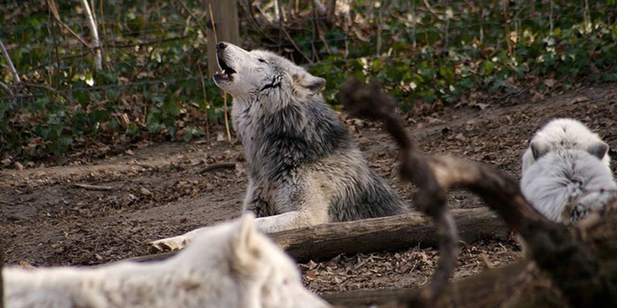 Terrible Congressman: Wolves Can End Homelessness ... By Eating People ...