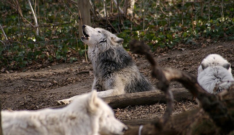 Terrible Congressman: Wolves Can End Homelessness ... By Eating People ...