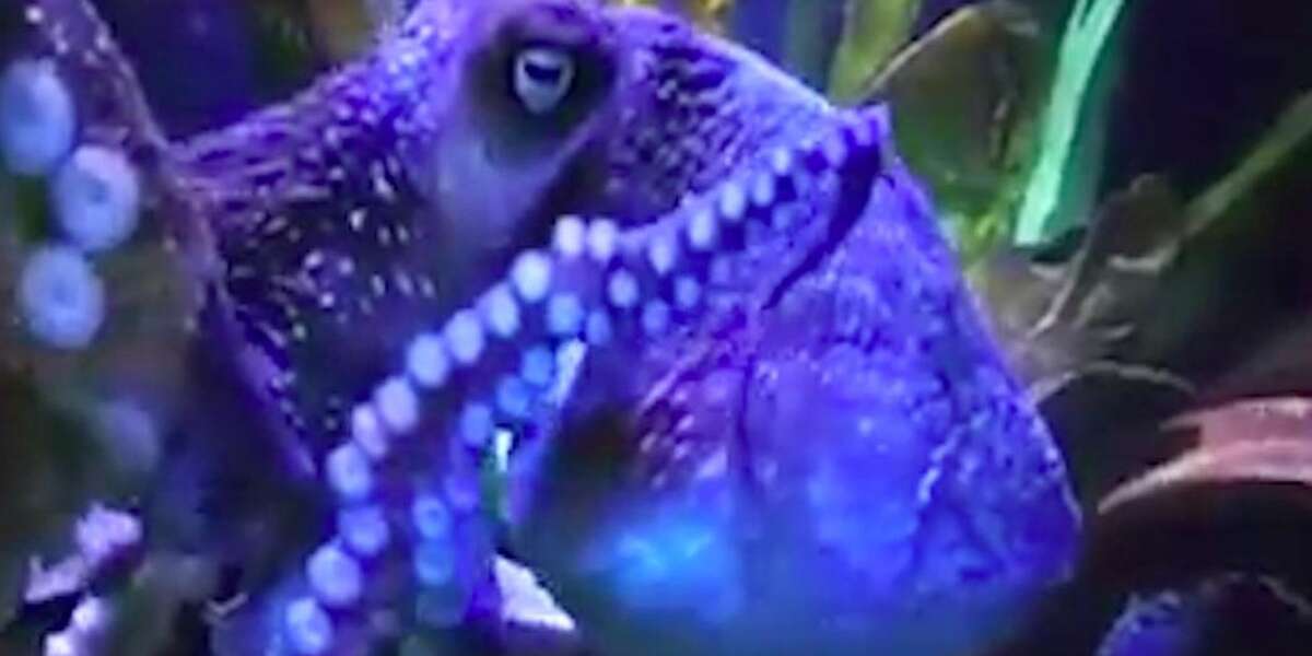 This Octopus Made A Daring Escape From His Tank - The Dodo