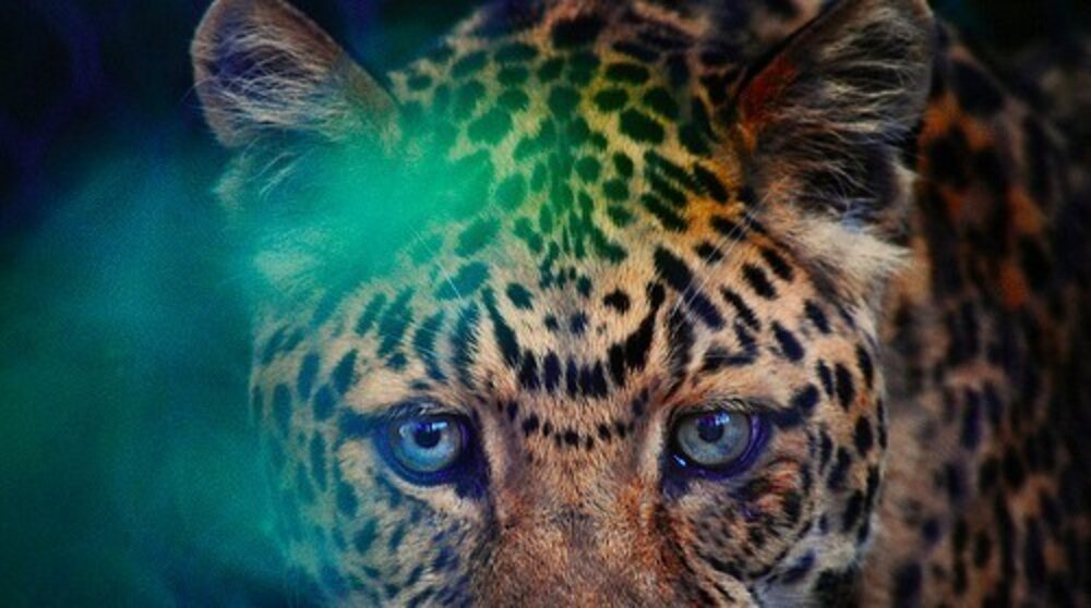 Rare Leopard Cubs Spotted In China For First Time - The Dodo