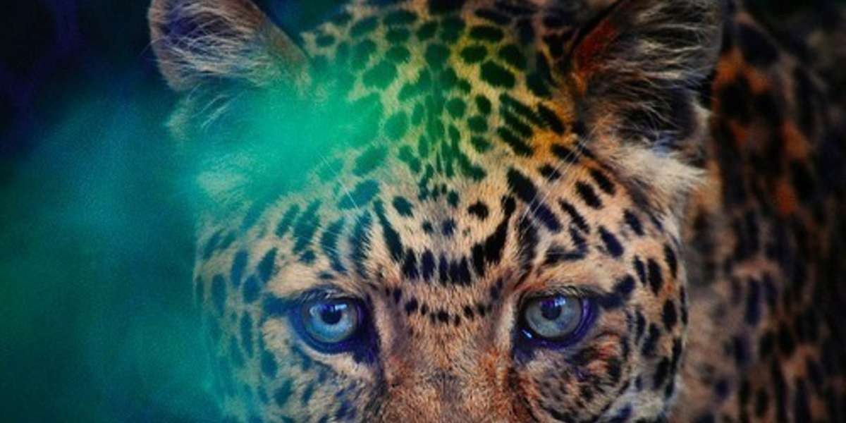 Rare Leopard Cubs Spotted In China For First Time - The Dodo