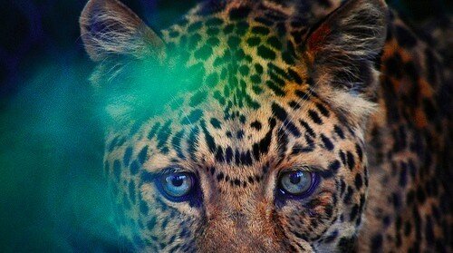 Rare Leopard Cubs Spotted In China For First Time - The Dodo