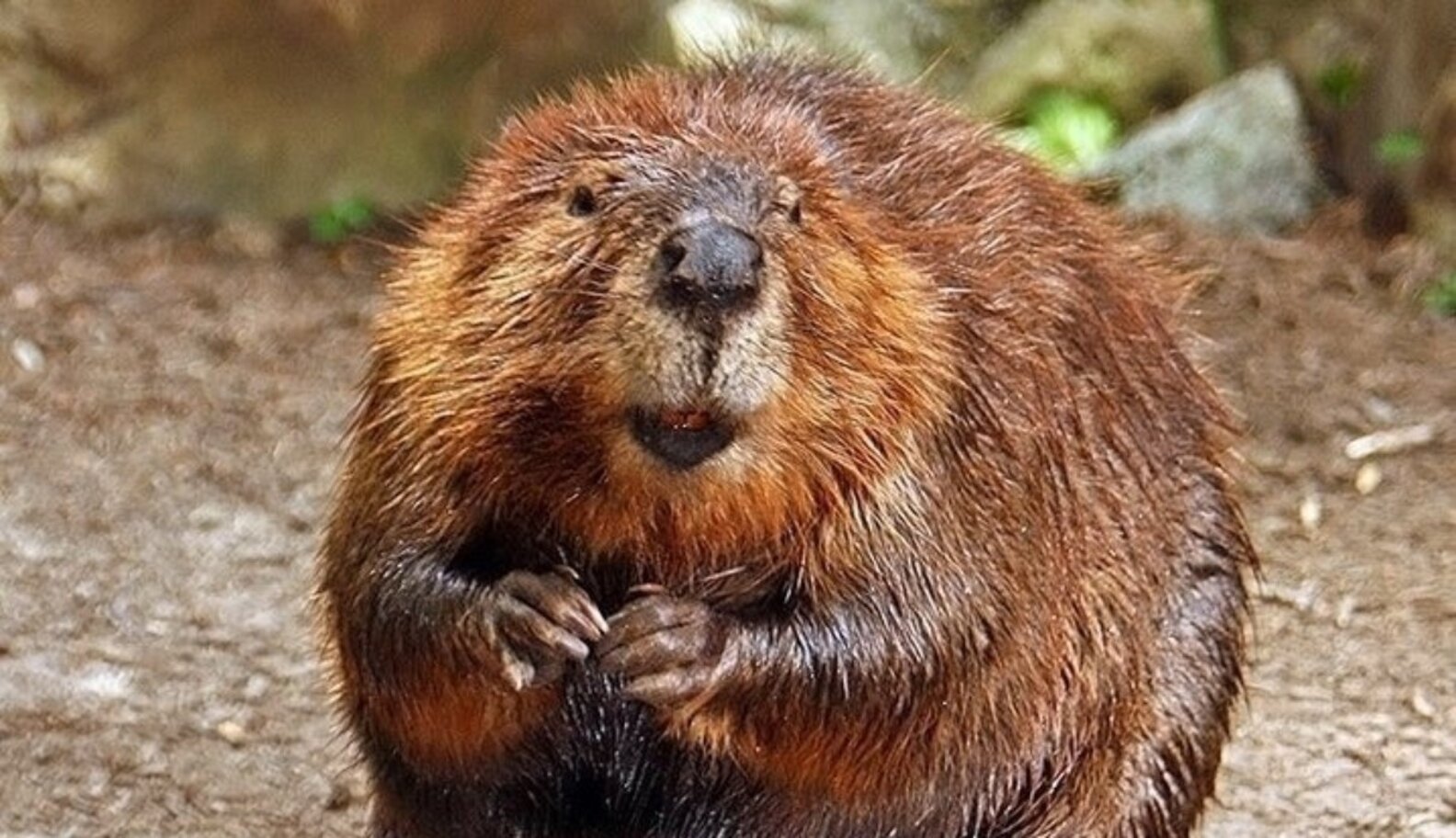 “Outstanding Success”: Wild Beavers Roam Scotland For First Time In 400 ...