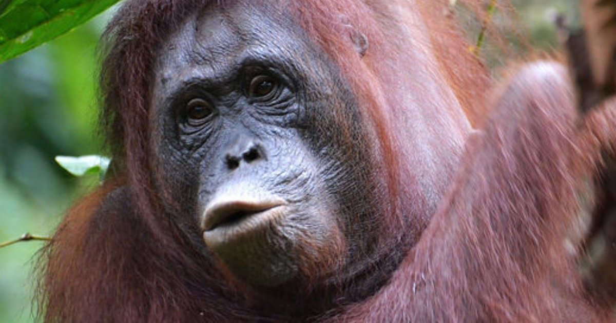 Blind Orangutan Returned To The Forest With Perfect Sight And A New ...