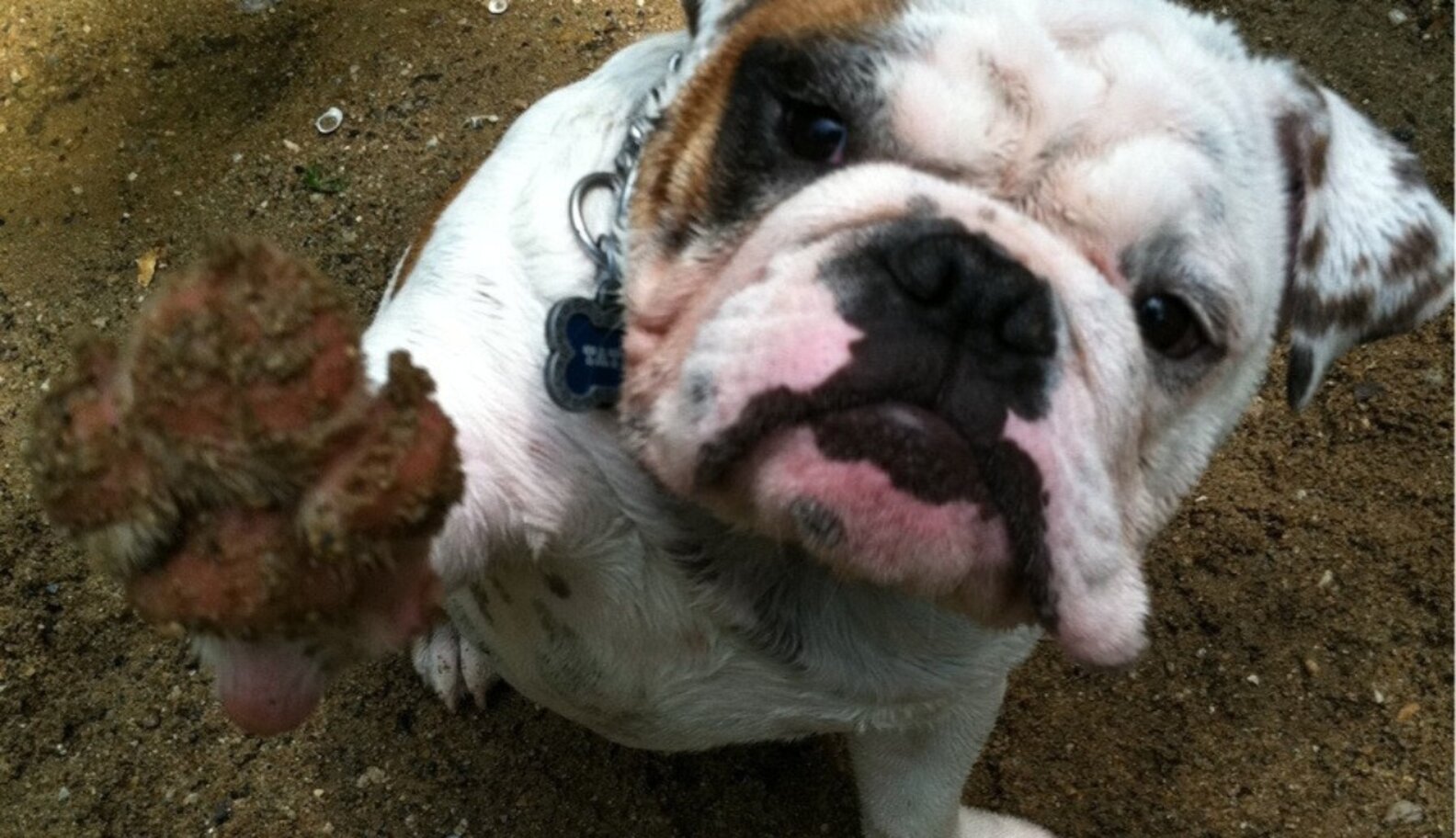 10 Dogs Who Are Ridiculously Good At Playing In The Mud - The Dodo