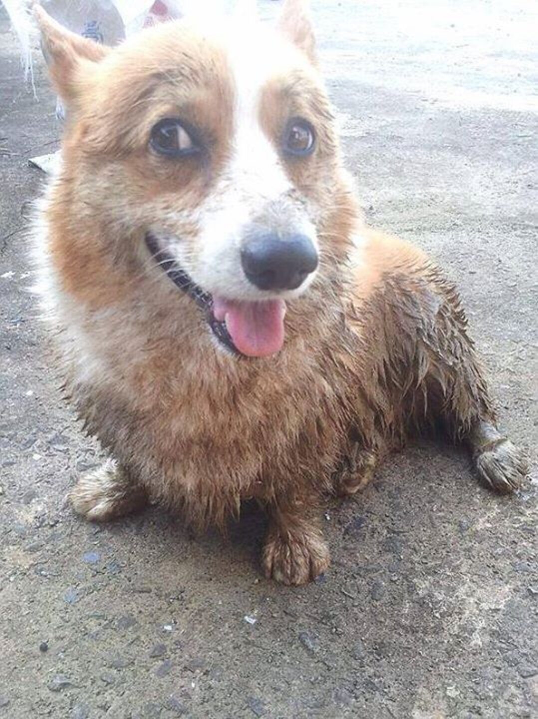 10 Dogs Who Are Ridiculously Good At Playing In The Mud - The Dodo