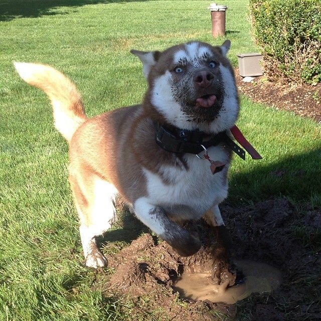 10 Dogs Who Are Ridiculously Good At Playing In The Mud - The Dodo