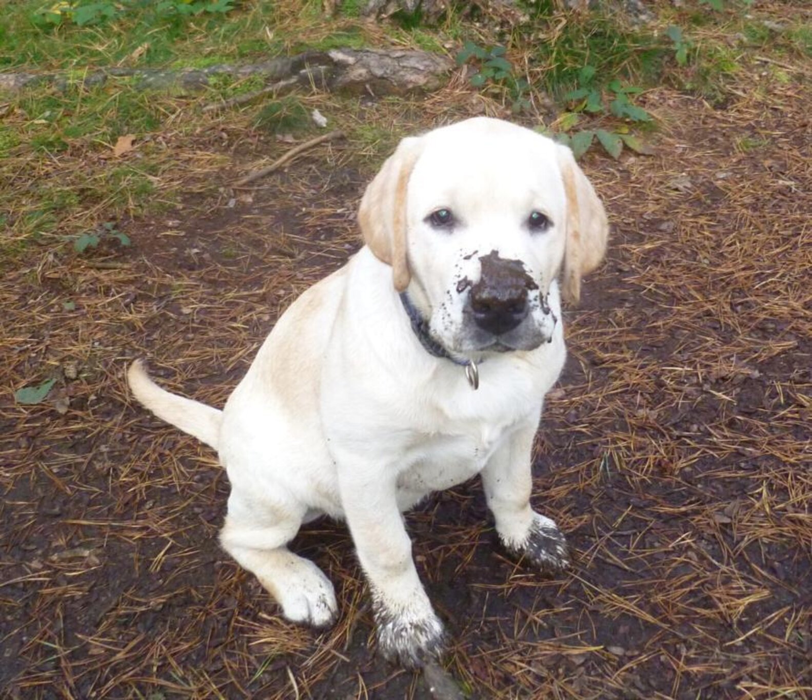 10 Dogs Who Are Ridiculously Good At Playing In The Mud - The Dodo