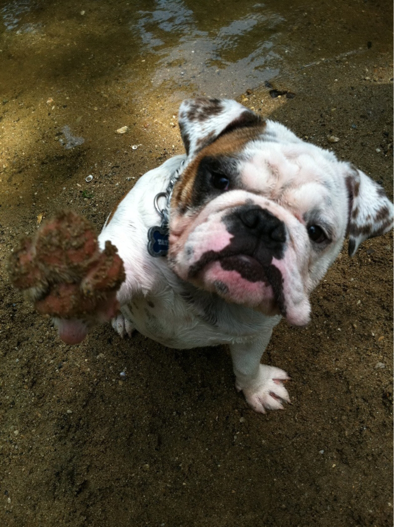 10 Dogs Who Are Ridiculously Good At Playing In The Mud - The Dodo