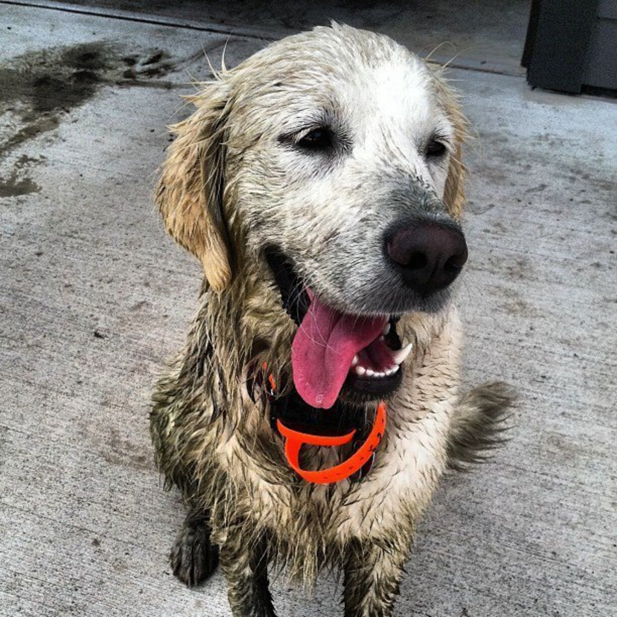 10 Dogs Who Are Ridiculously Good At Playing In The Mud - The Dodo