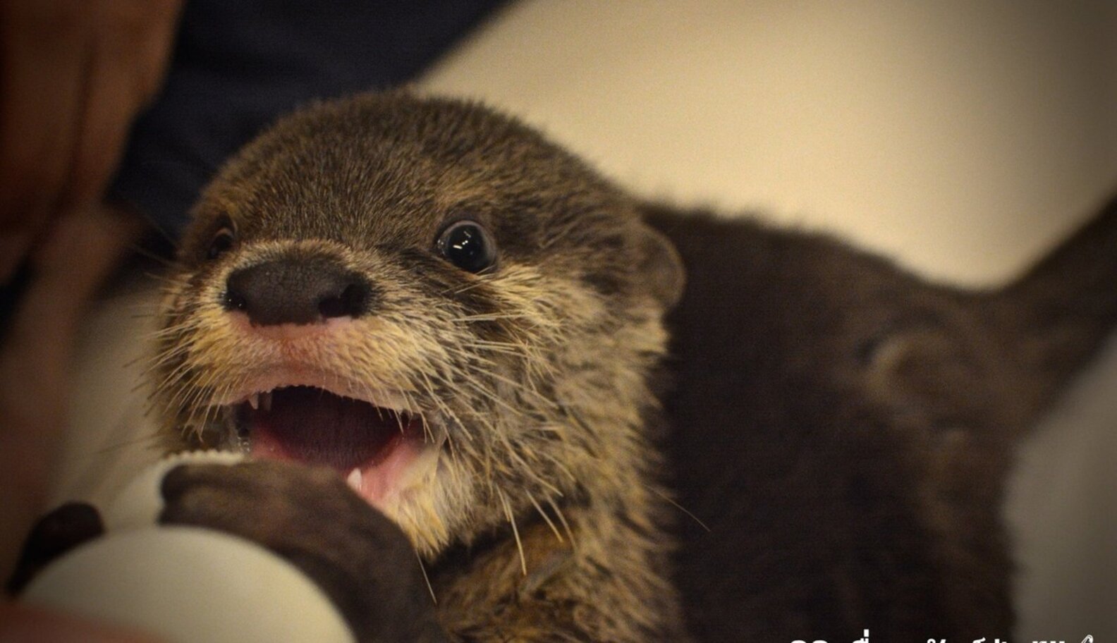 Rescued Baby Otter Could Not Be More Excited For Mealtime - The Dodo