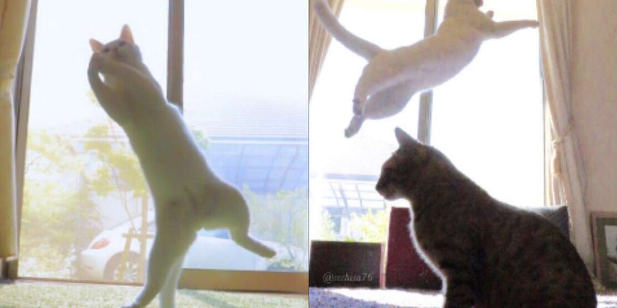 This Ballerina Cat Is More Graceful Than You'll Ever Be - The Dodo