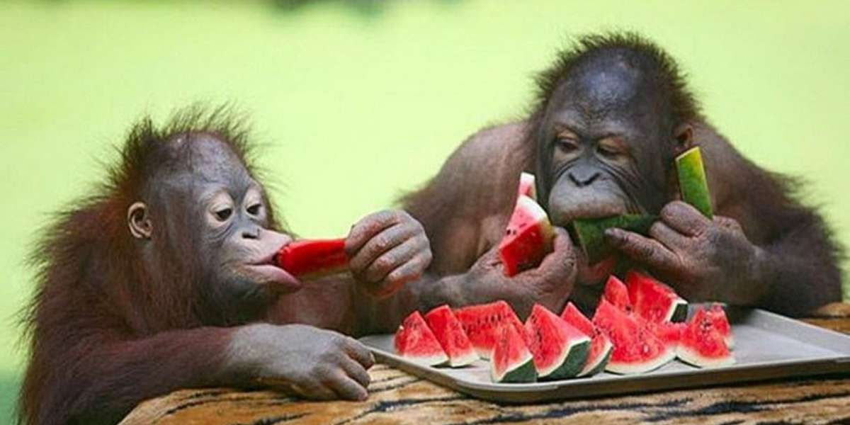 15 Animals Who Are Really Into Snacking On Some Watermelon - The Dodo