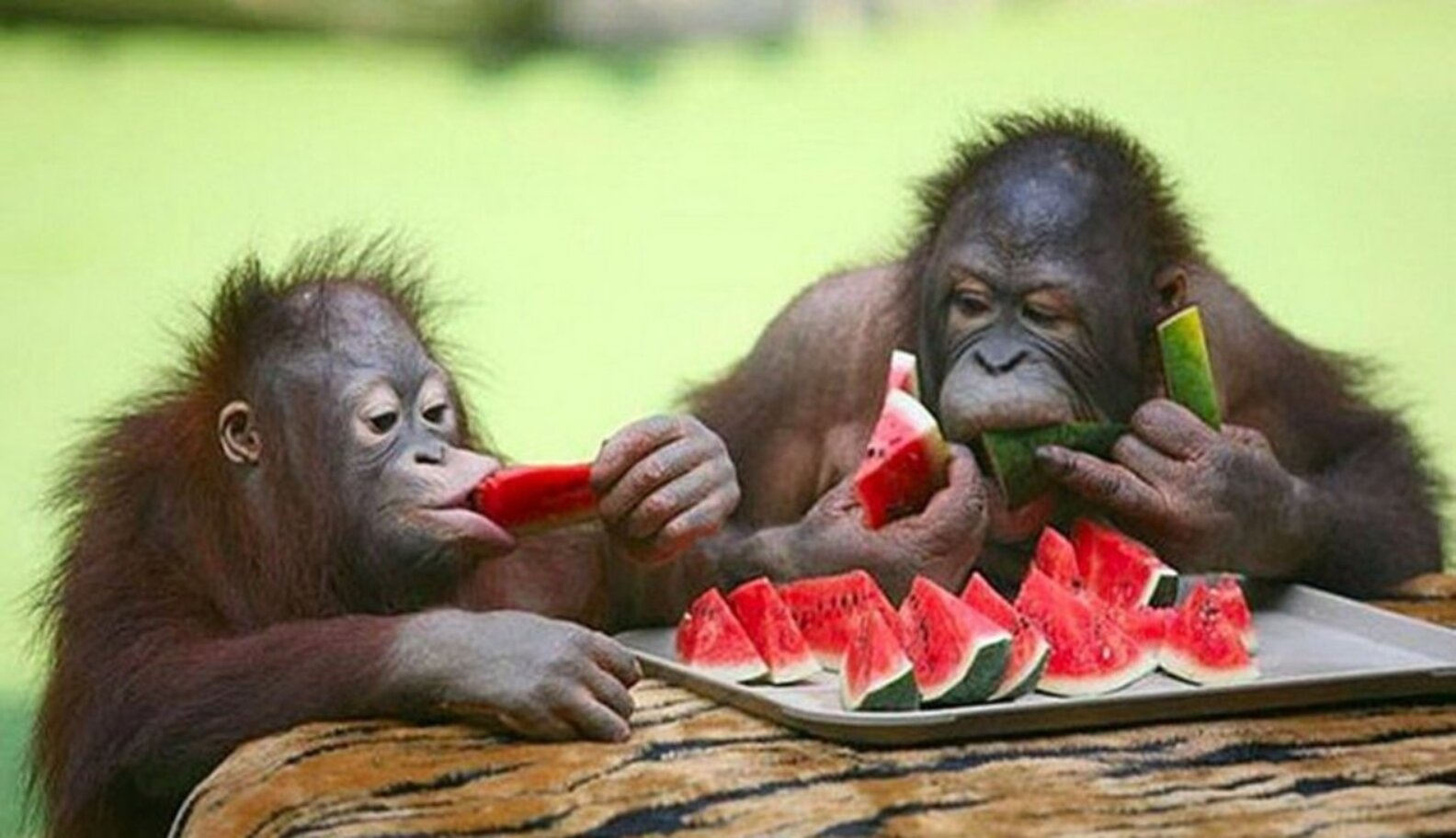 15 Animals Who Are Really Into Snacking On Some Watermelon - The Dodo