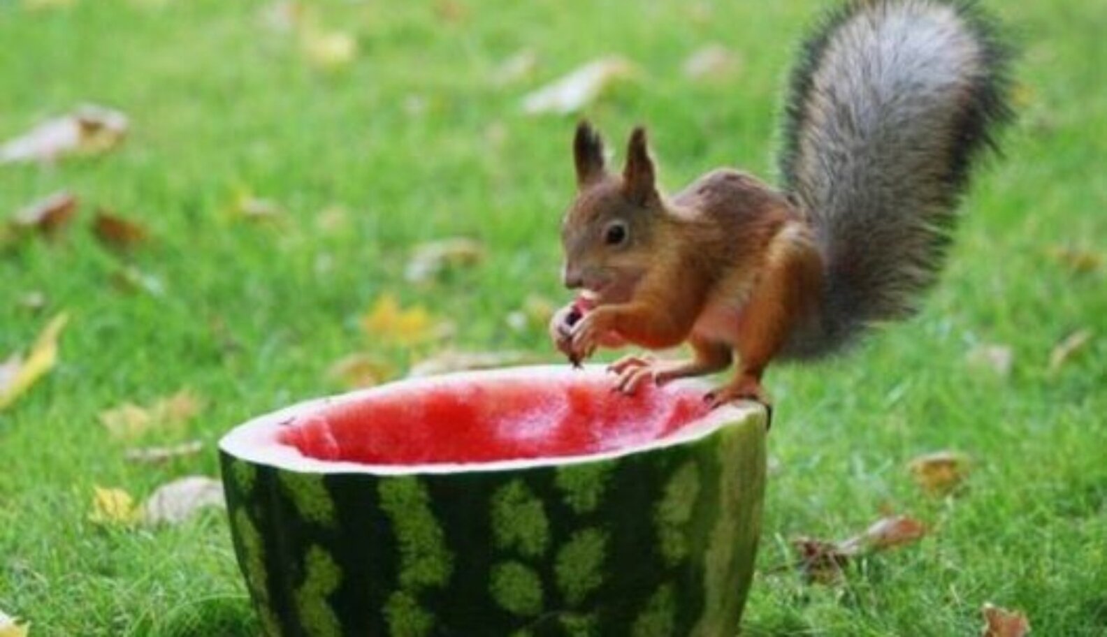 15 Animals Who Are Really Into Snacking On Some Watermelon - The Dodo