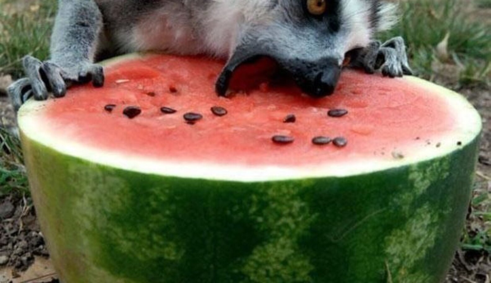 15 Animals Who Are Really Into Snacking On Some Watermelon - The Dodo