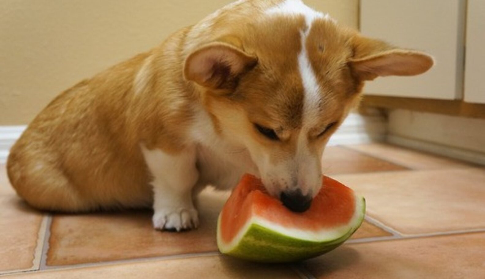 15 Animals Who Are Really Into Snacking On Some Watermelon - The Dodo