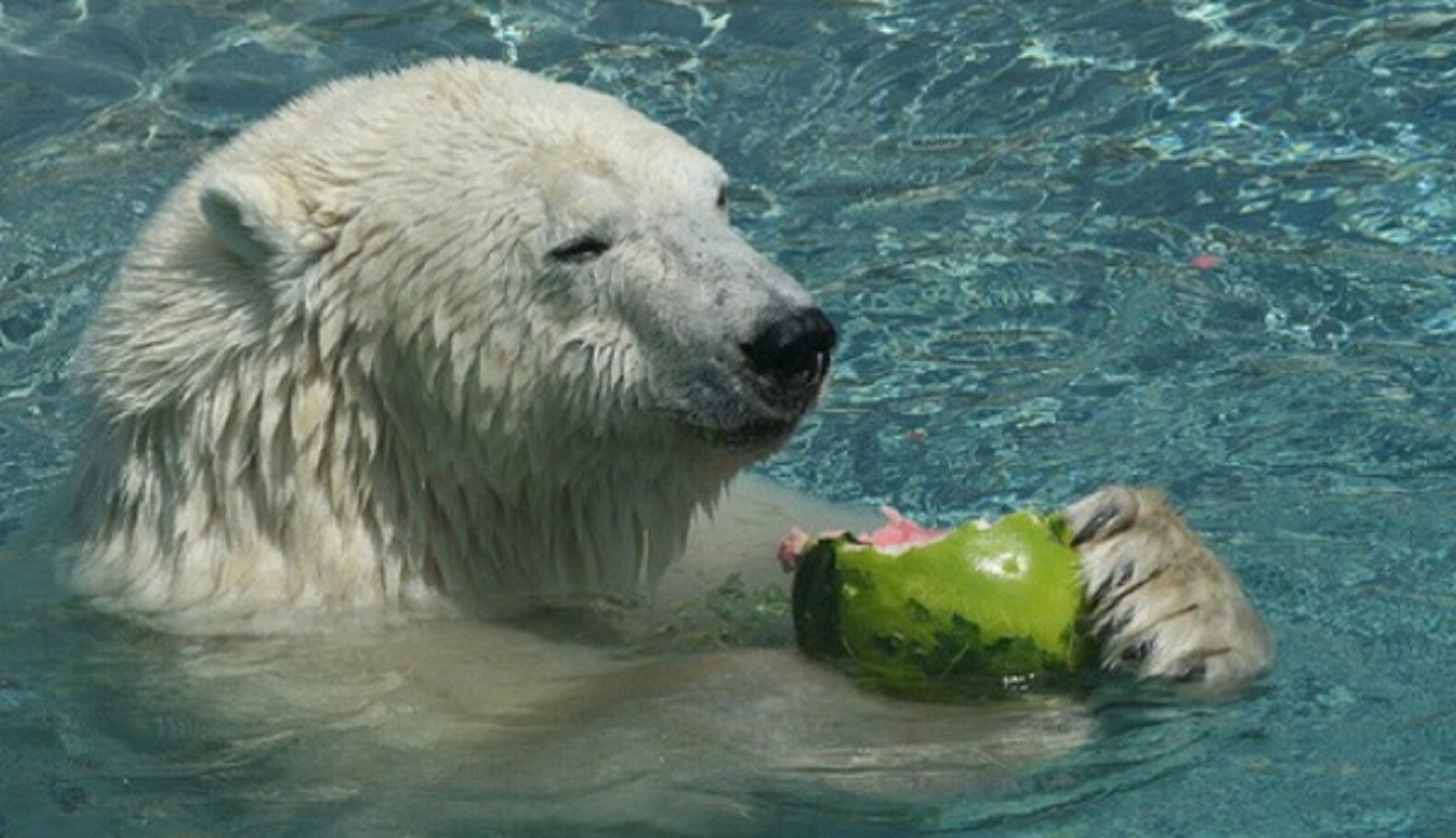 15 Animals Who Are Really Into Snacking On Some Watermelon - The Dodo