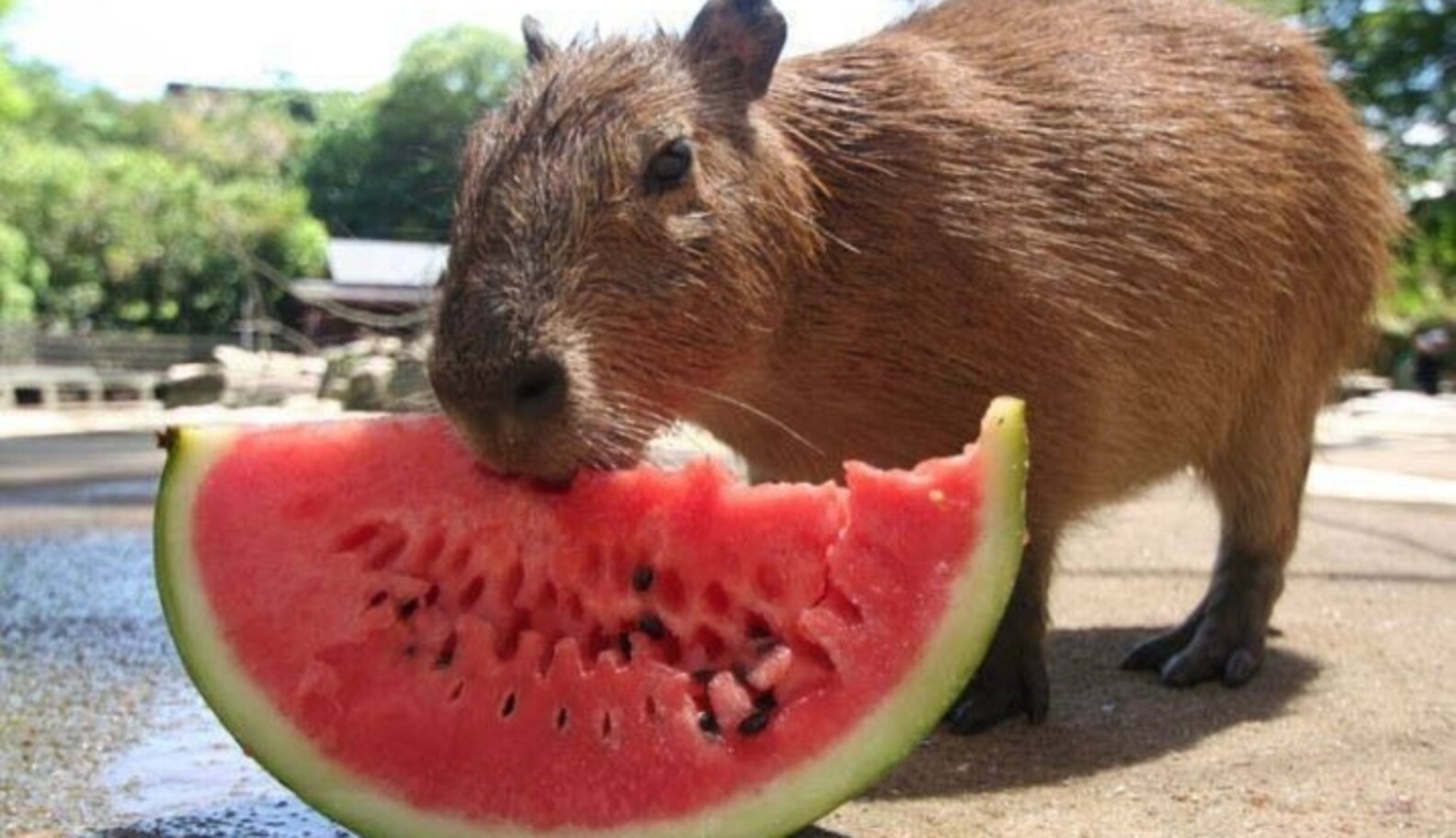 15 Animals Who Are Really Into Snacking On Some Watermelon - The Dodo