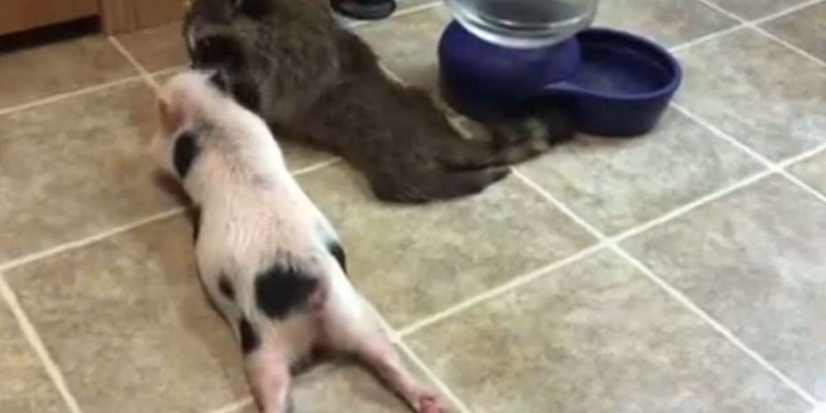 Baby Pig Helps Paralyzed Raccoon Find His Way Around The House - The Dodo
