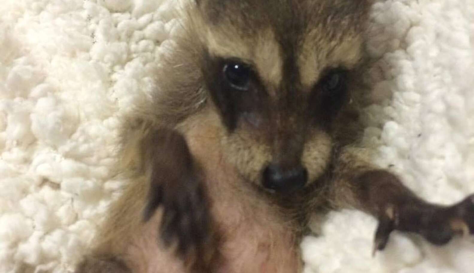 Baby Pig Helps Paralyzed Raccoon Find His Way Around The House - The Dodo