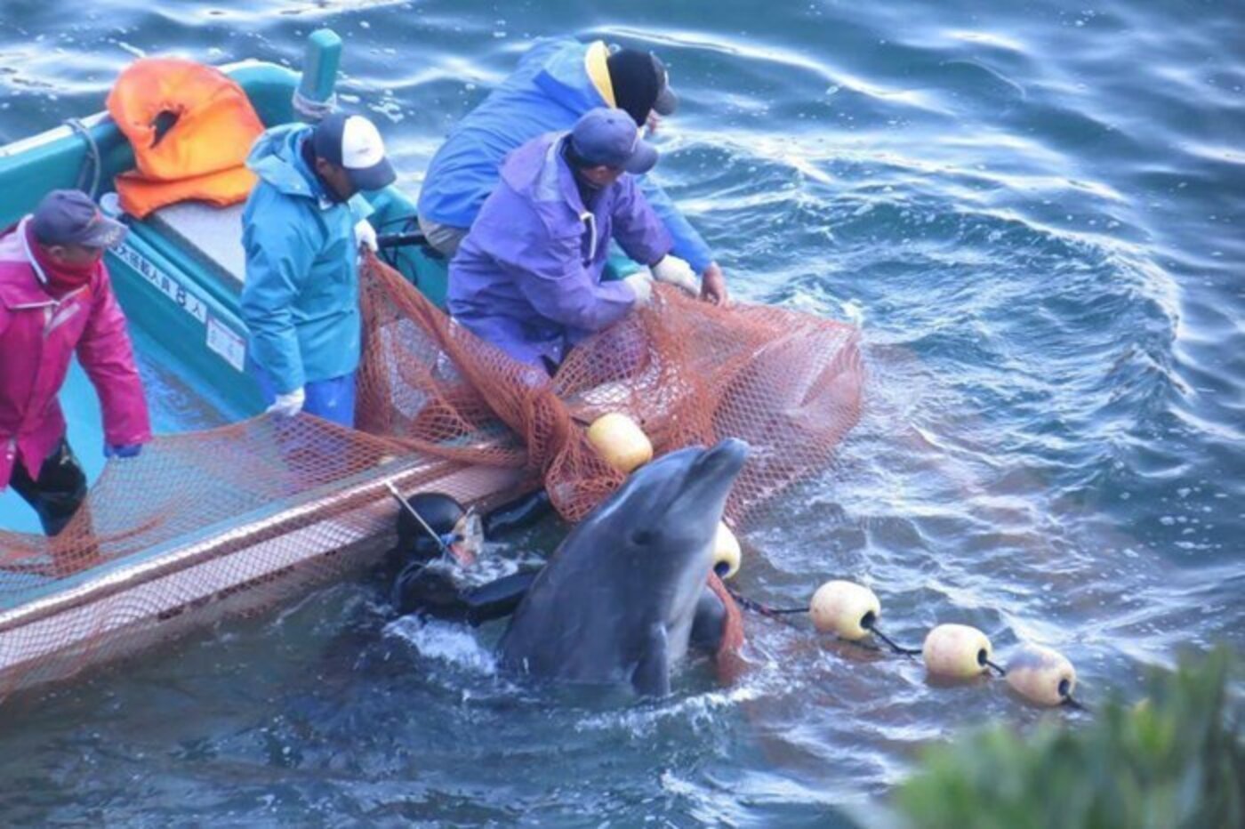 Legal action highlights conservation damage from dolphin hunting - The Dodo