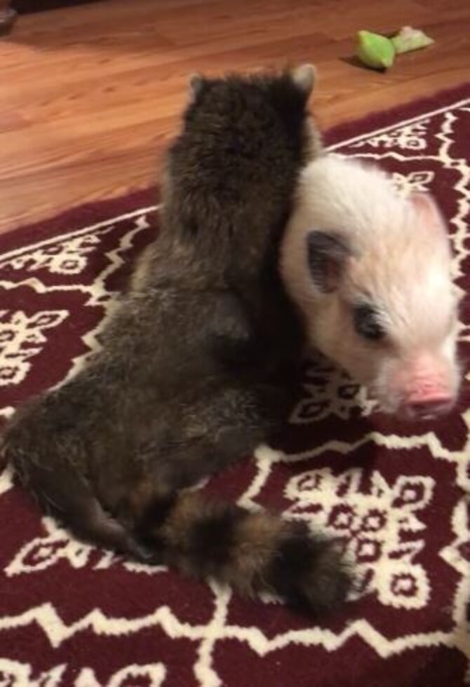 Baby Pig Helps Paralyzed Raccoon Find His Way Around The House - The Dodo