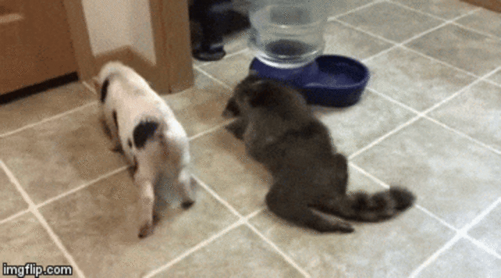 Baby Pig Helps Paralyzed Raccoon Find His Way Around The House - The Dodo