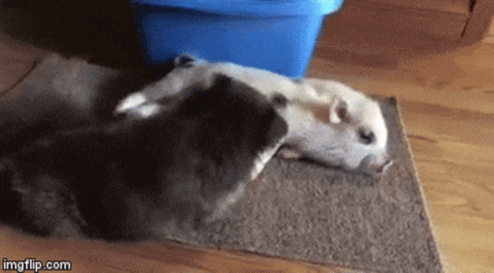 Baby Pig Helps Paralyzed Raccoon Find His Way Around The House - The Dodo