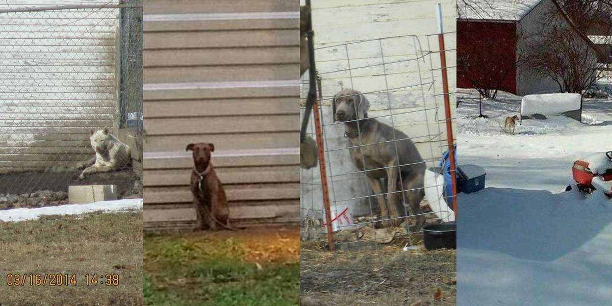 This Is What A Year In The Life Of A Chained Dog Looks Like - The Dodo