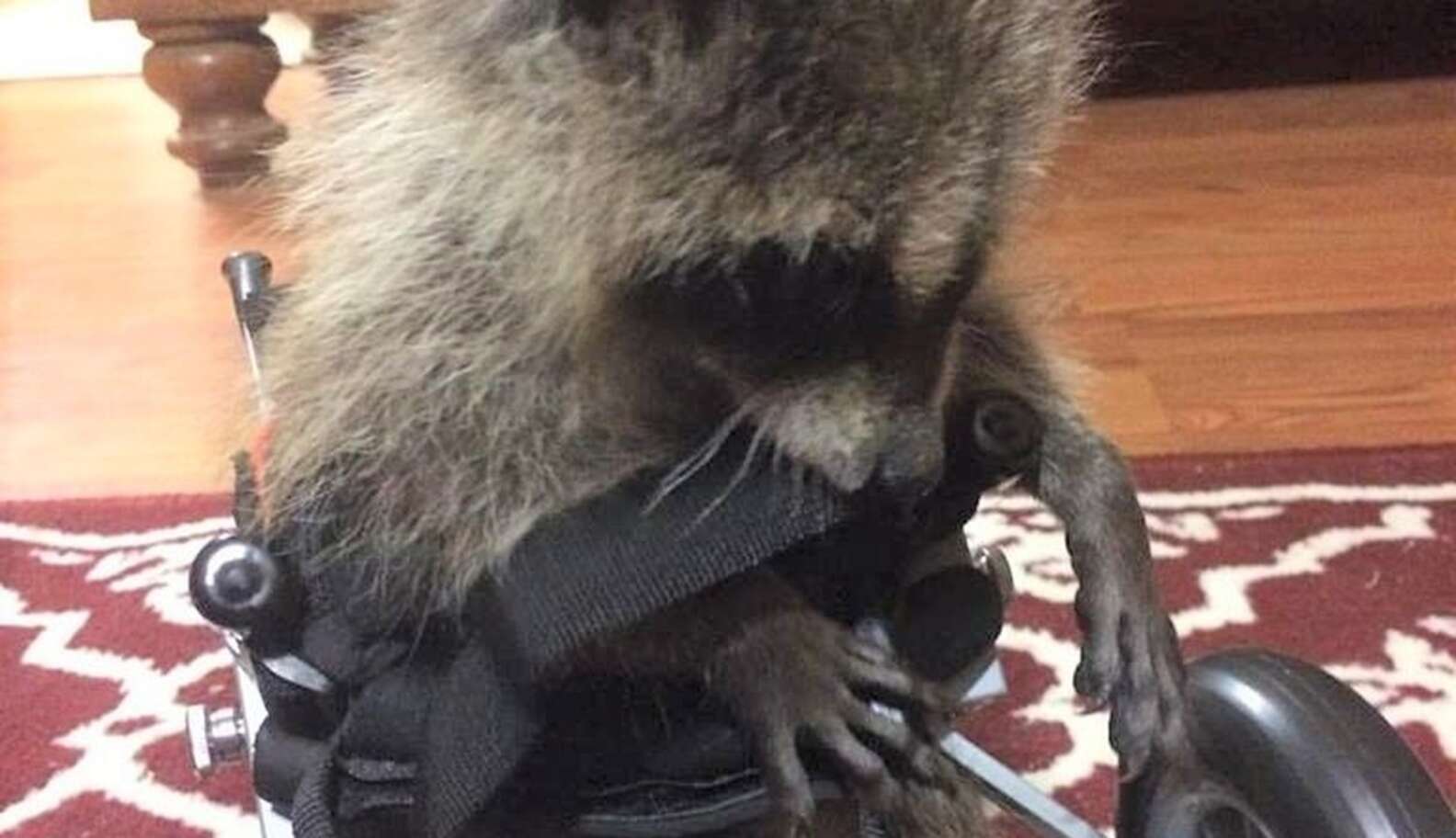 Baby Pig Helps Paralyzed Raccoon Find His Way Around The House - The Dodo