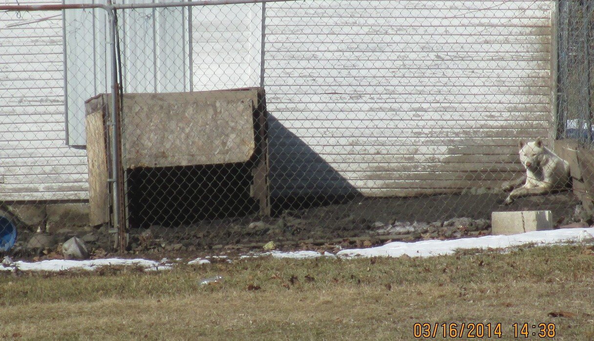 This Is What A Year In The Life Of A Chained Dog Looks Like - The Dodo