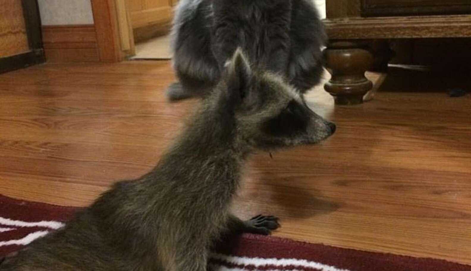Baby Pig Helps Paralyzed Raccoon Find His Way Around The House - The Dodo