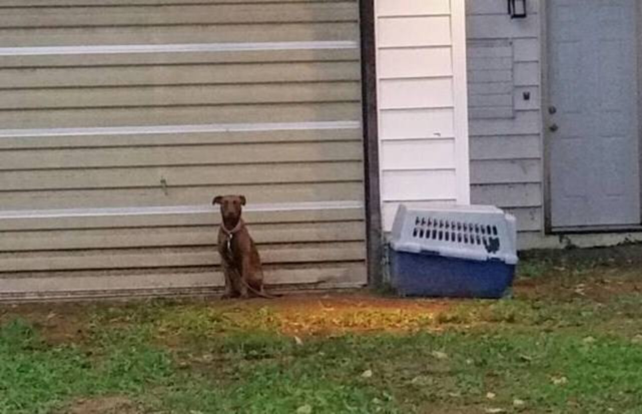 This Is What A Year In The Life Of A Chained Dog Looks Like - The Dodo