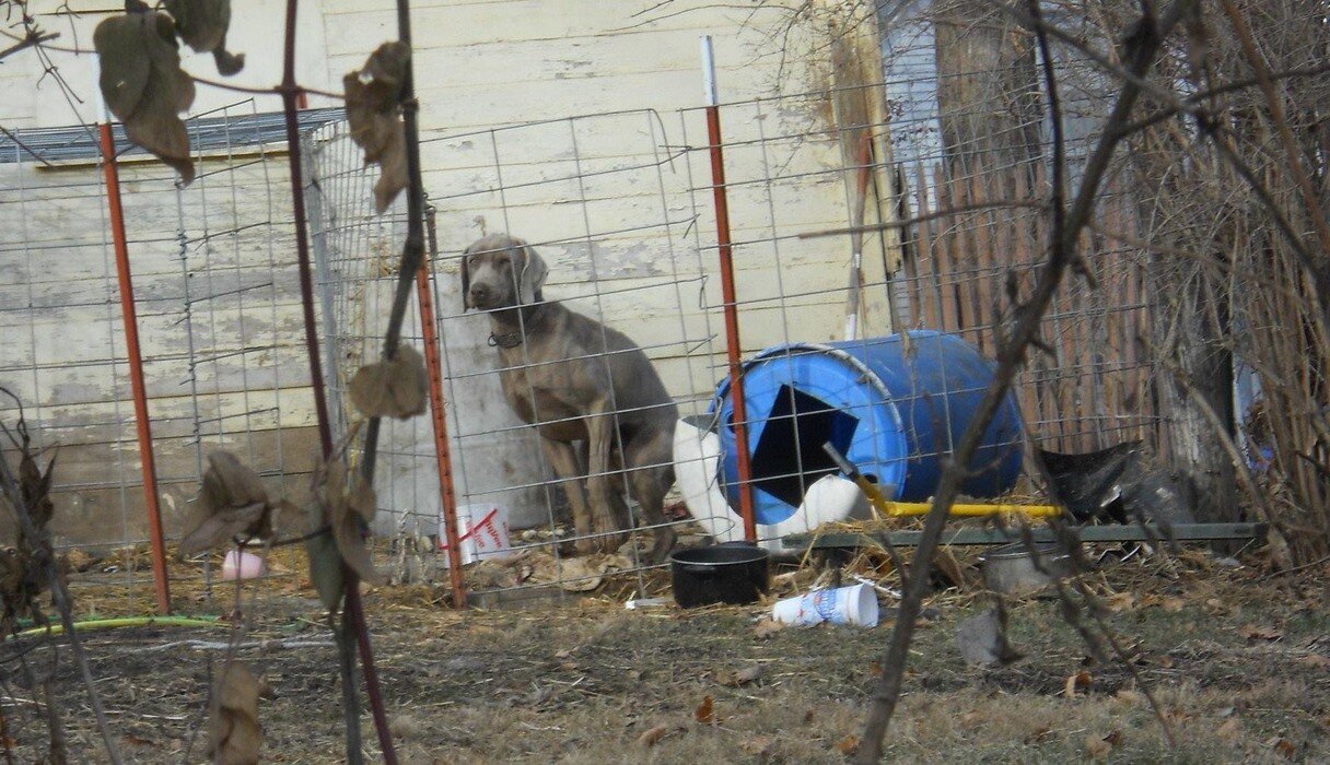 This Is What A Year In The Life Of A Chained Dog Looks Like - The Dodo
