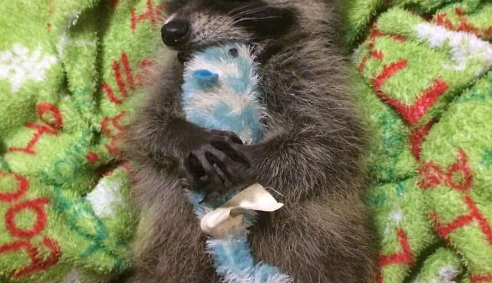 Baby Pig Helps Paralyzed Raccoon Find His Way Around The House - The Dodo