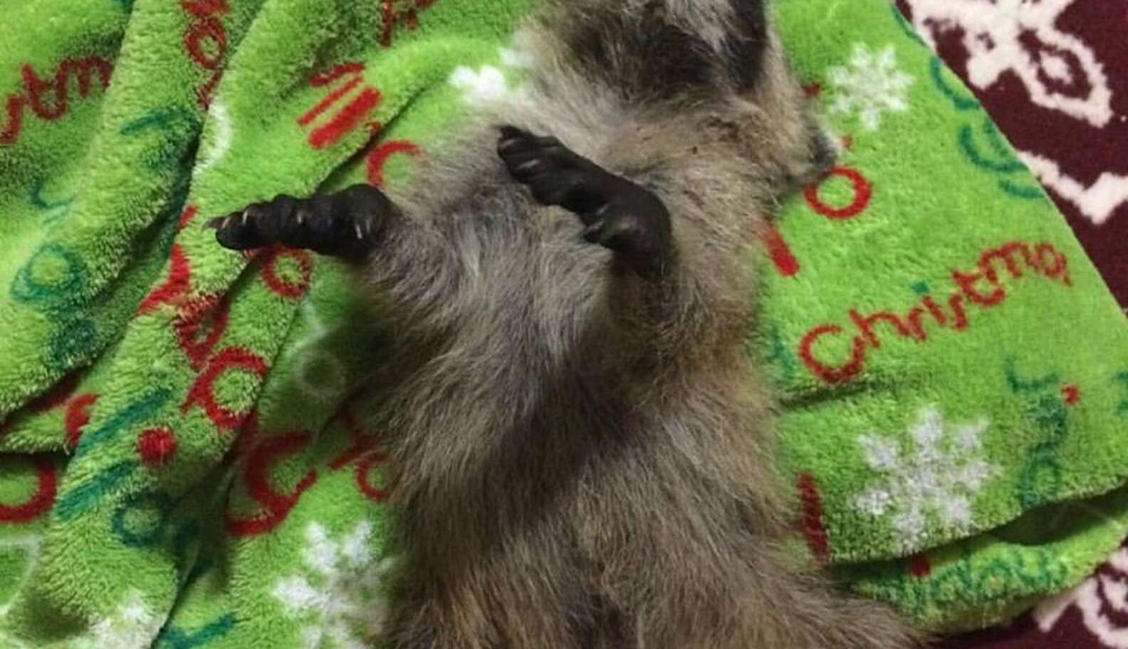 Baby Pig Helps Paralyzed Raccoon Find His Way Around The House - The Dodo