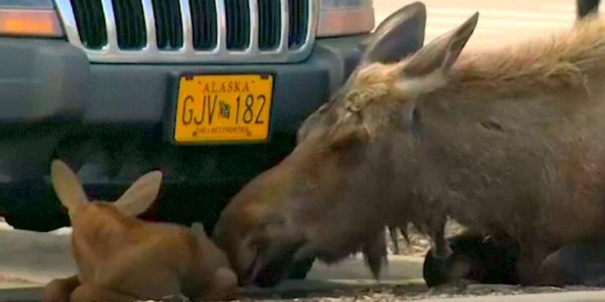 Moose Gives Birth In The Middle Of A Parking Lot - The Dodo