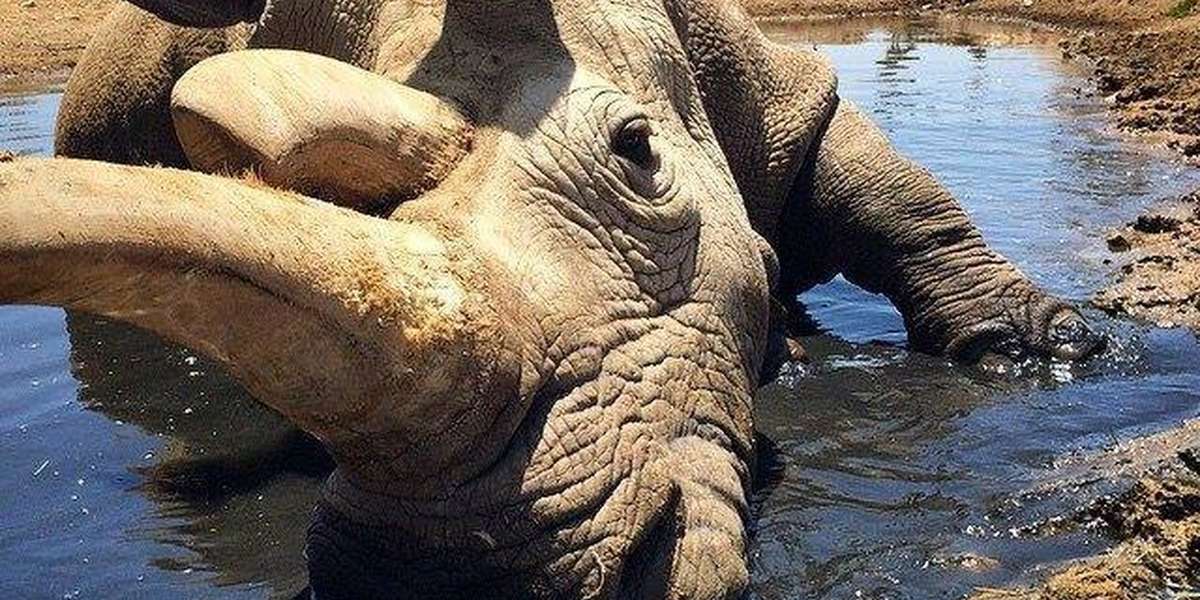 There Are 4 Of These Rhinos Left In The World, And One Of Them Is Sick ...