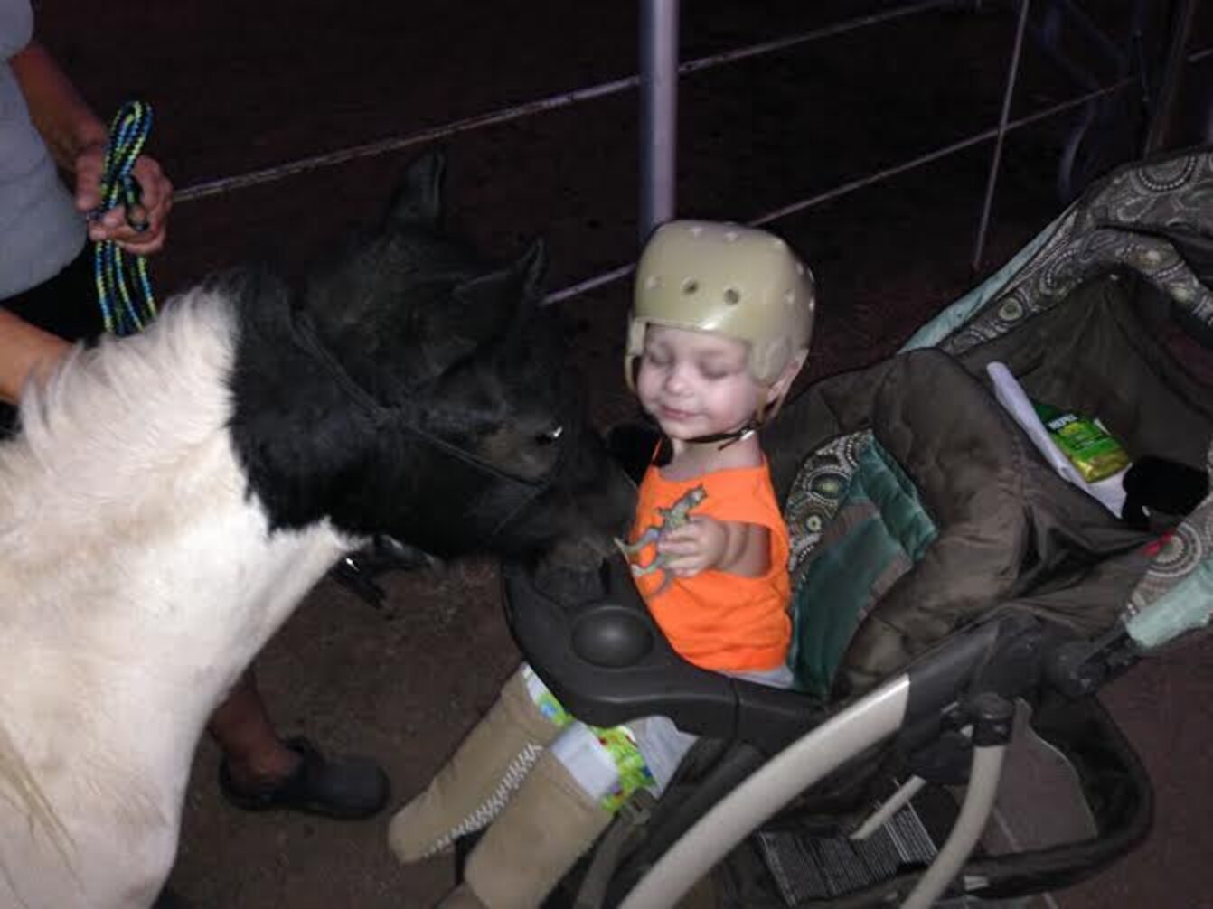 Mini Horses Help Boy Feel More Like Other Kids - The Dodo