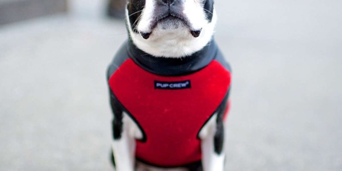 Pepper, Boston Terrier (2 y/o), 4th & 2nd Ave, New York, NY - The Dodo