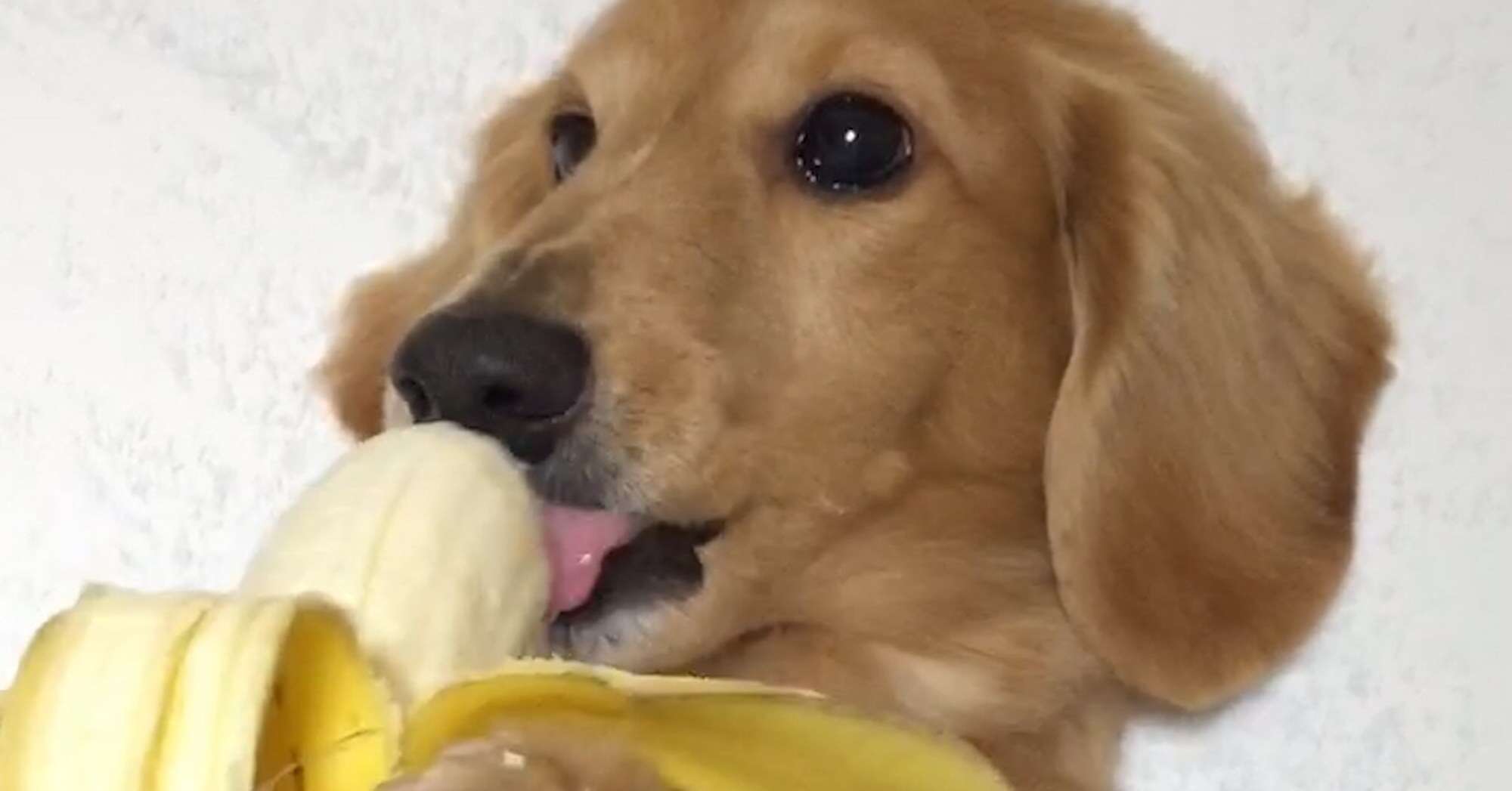 Can Lab Puppies Eat Bananas