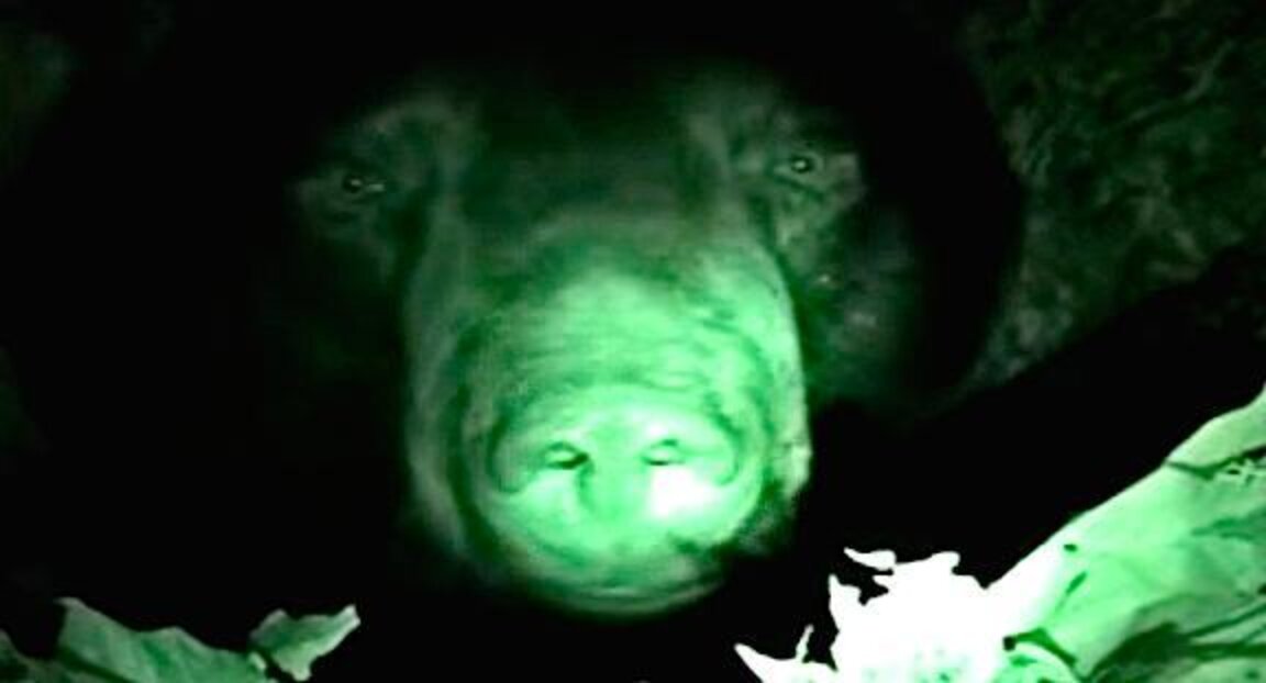 Do Bears Poop While They're Hibernating? - The Dodo