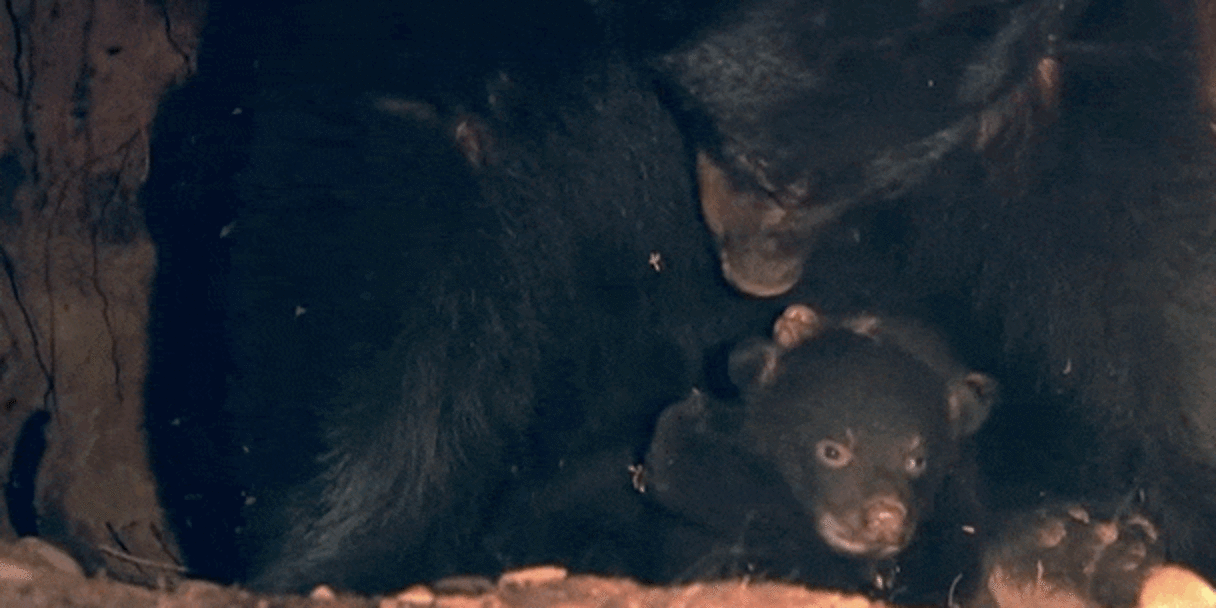 Do Bears Poop While They're Hibernating? - The Dodo