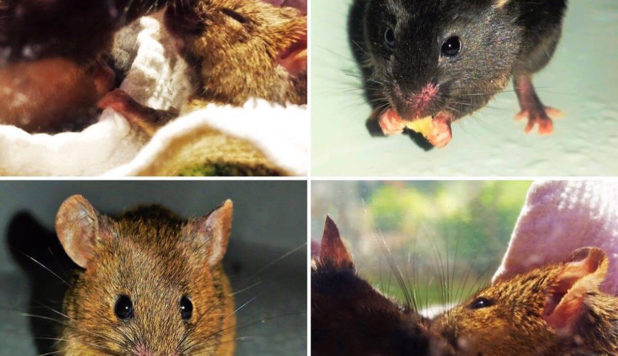 These Lab Mice Were Going To Be Killed — Then Heroes Stepped In - The Dodo
