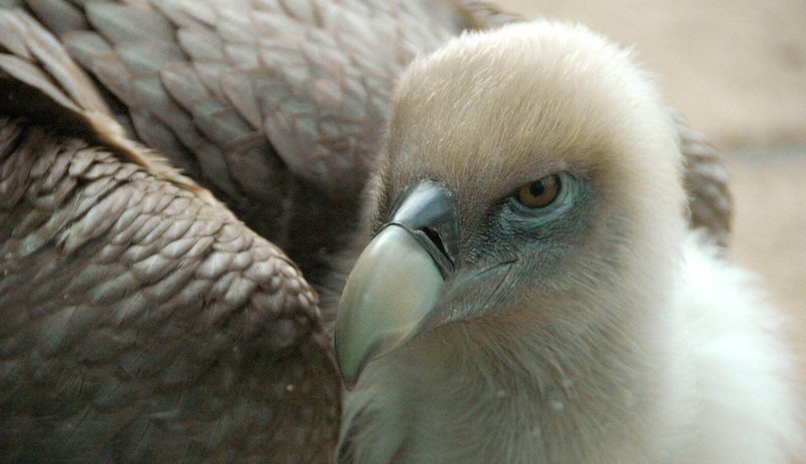 Livestock Drugs Could Kill Off One Of The Planet's Most Underrated ...